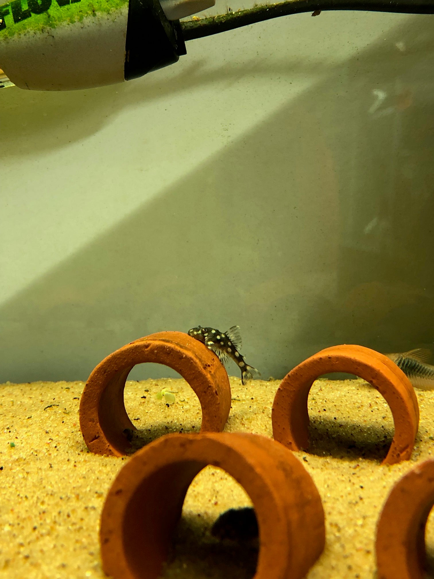 L471 White Spotted Dwarf Pleco | ShrimpFever