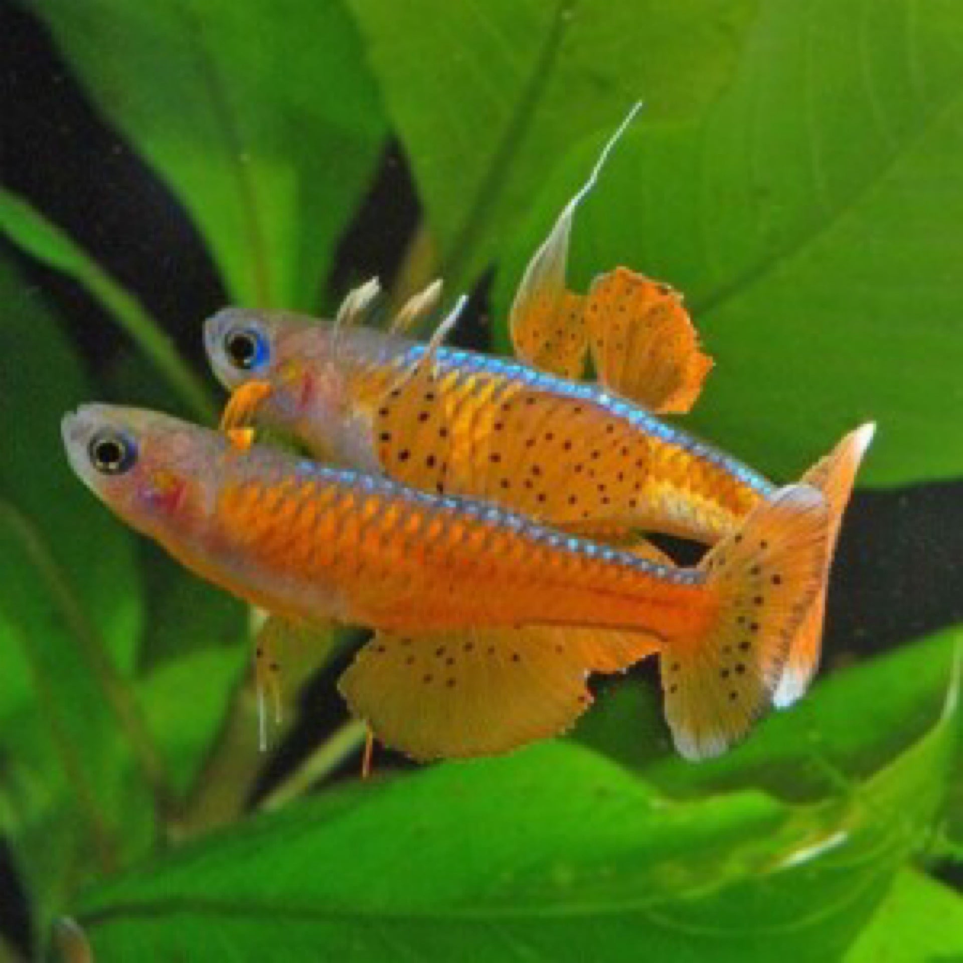 Red Neon Dwarf Rainbow | ShrimpFever