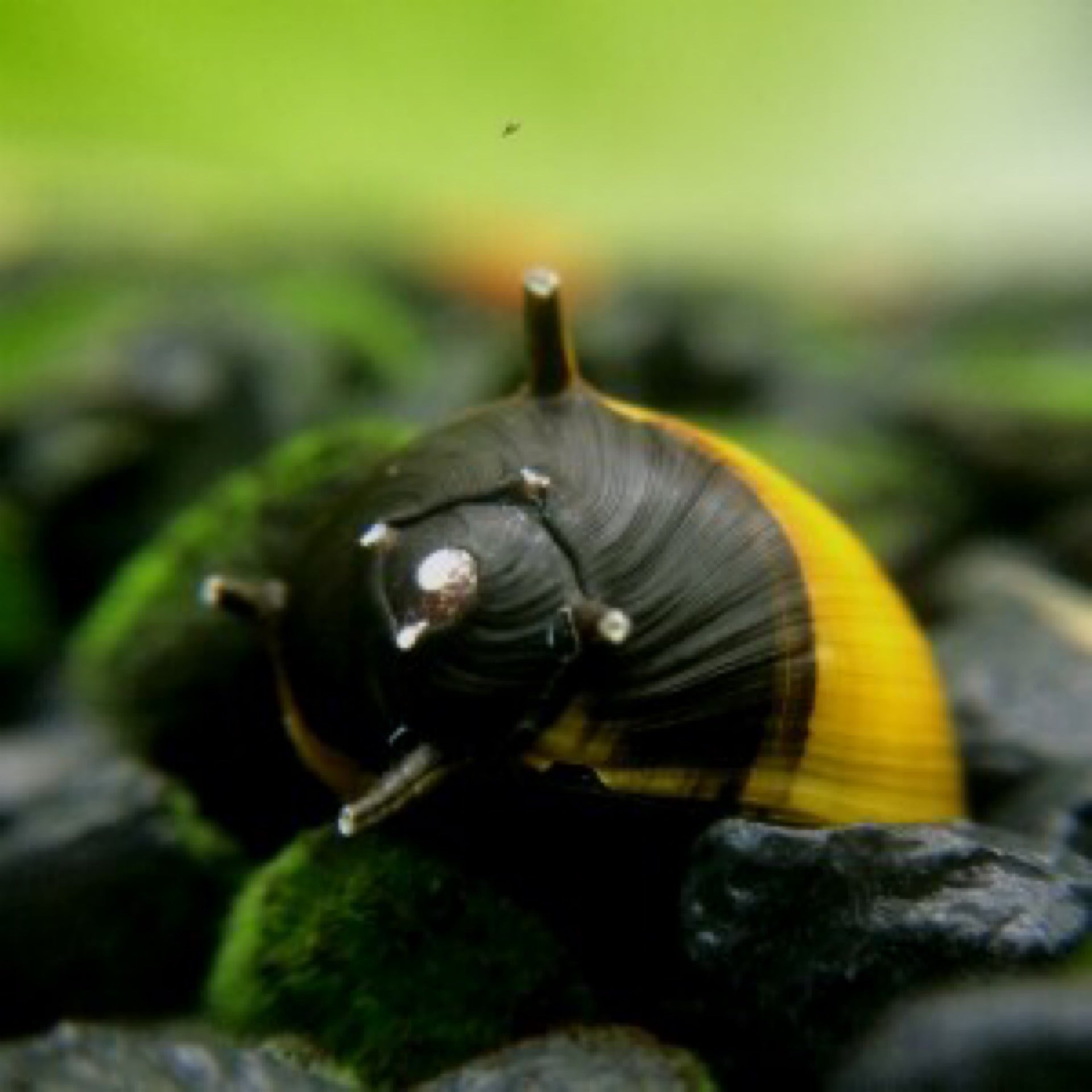Assorted Horned Nerite Snails | ShrimpFever