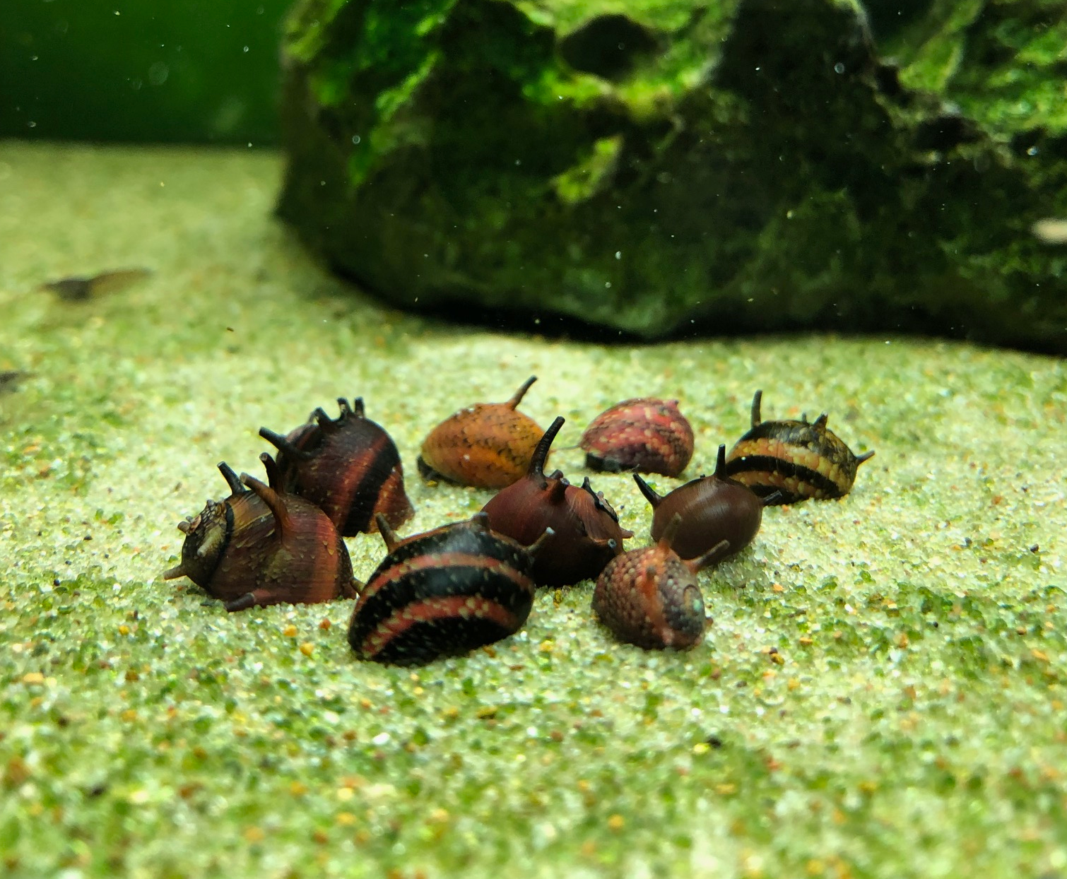 Volcano Horned Nerite Snail | ShrimpFever