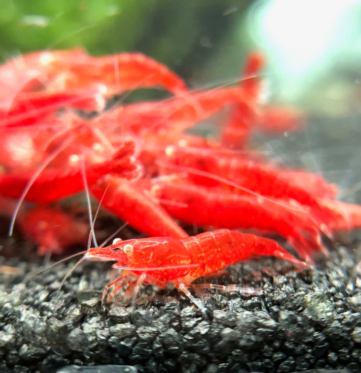Hollow Eye Fire Red Neo Male | ShrimpFever