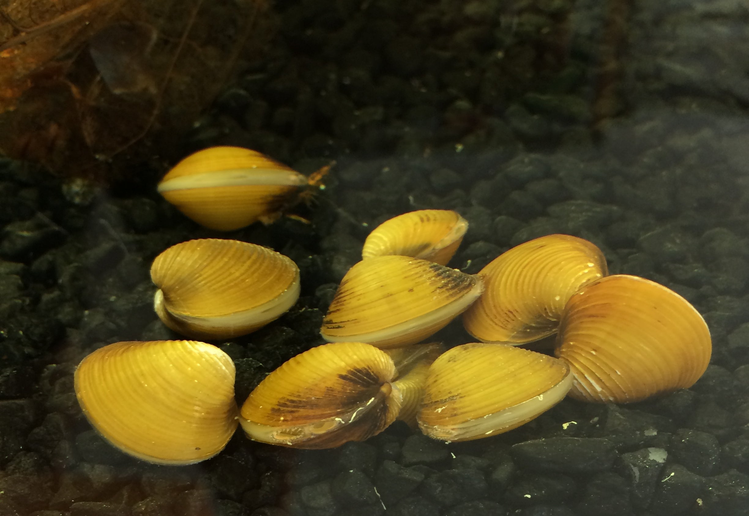 Mini Yellow Clam | ShrimpFever