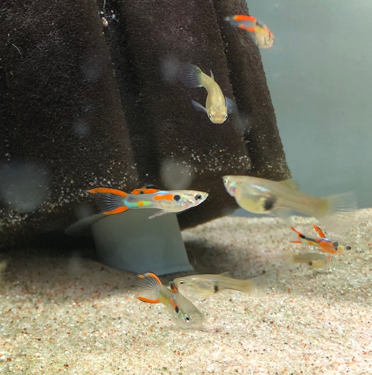Rainbow Endler | ShrimpFever