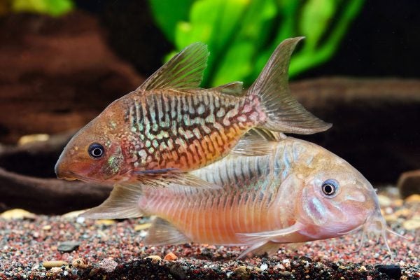 Albertini Corydora | ShrimpFever
