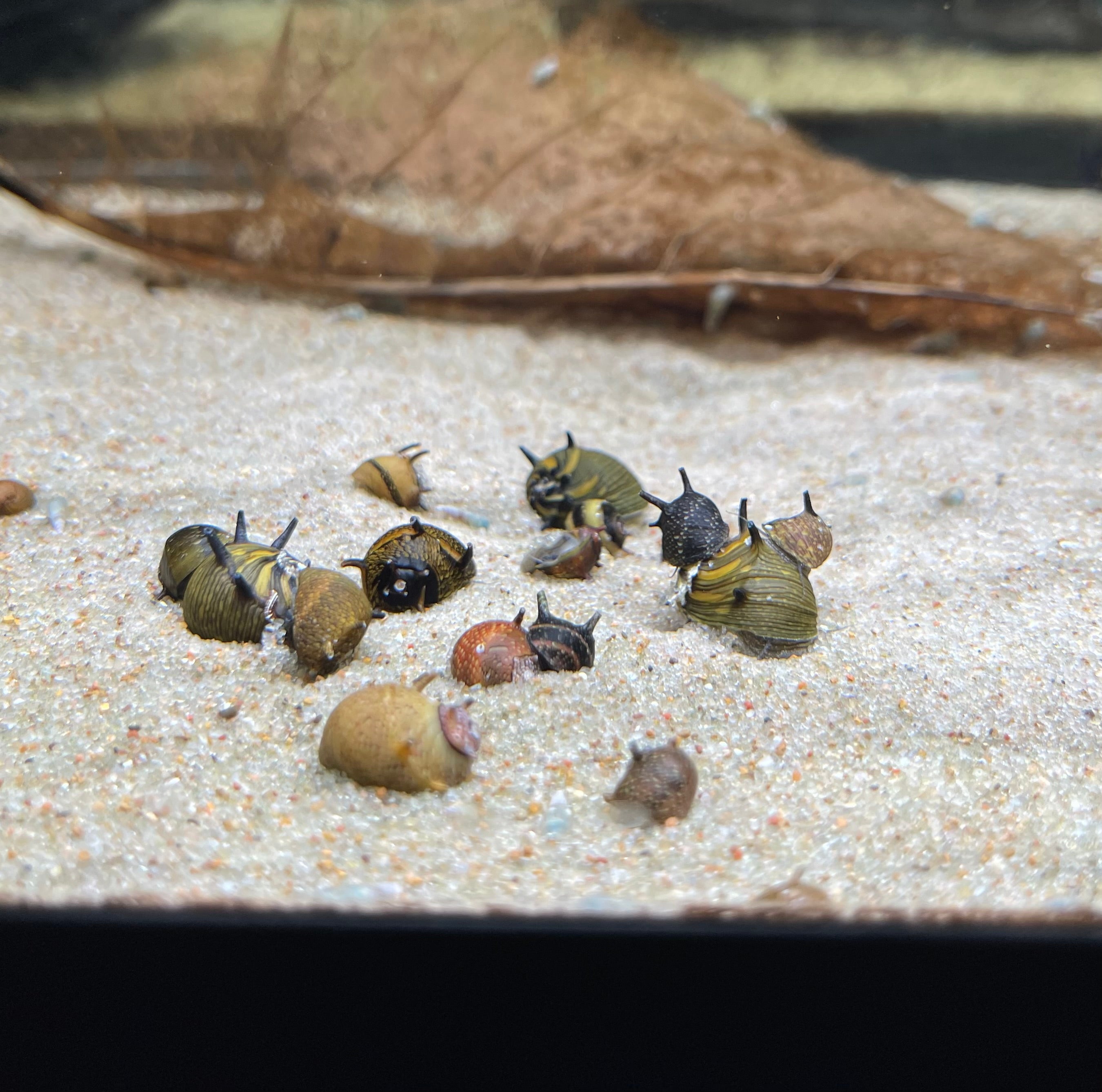 Assorted Horned Nerite Snails | ShrimpFever