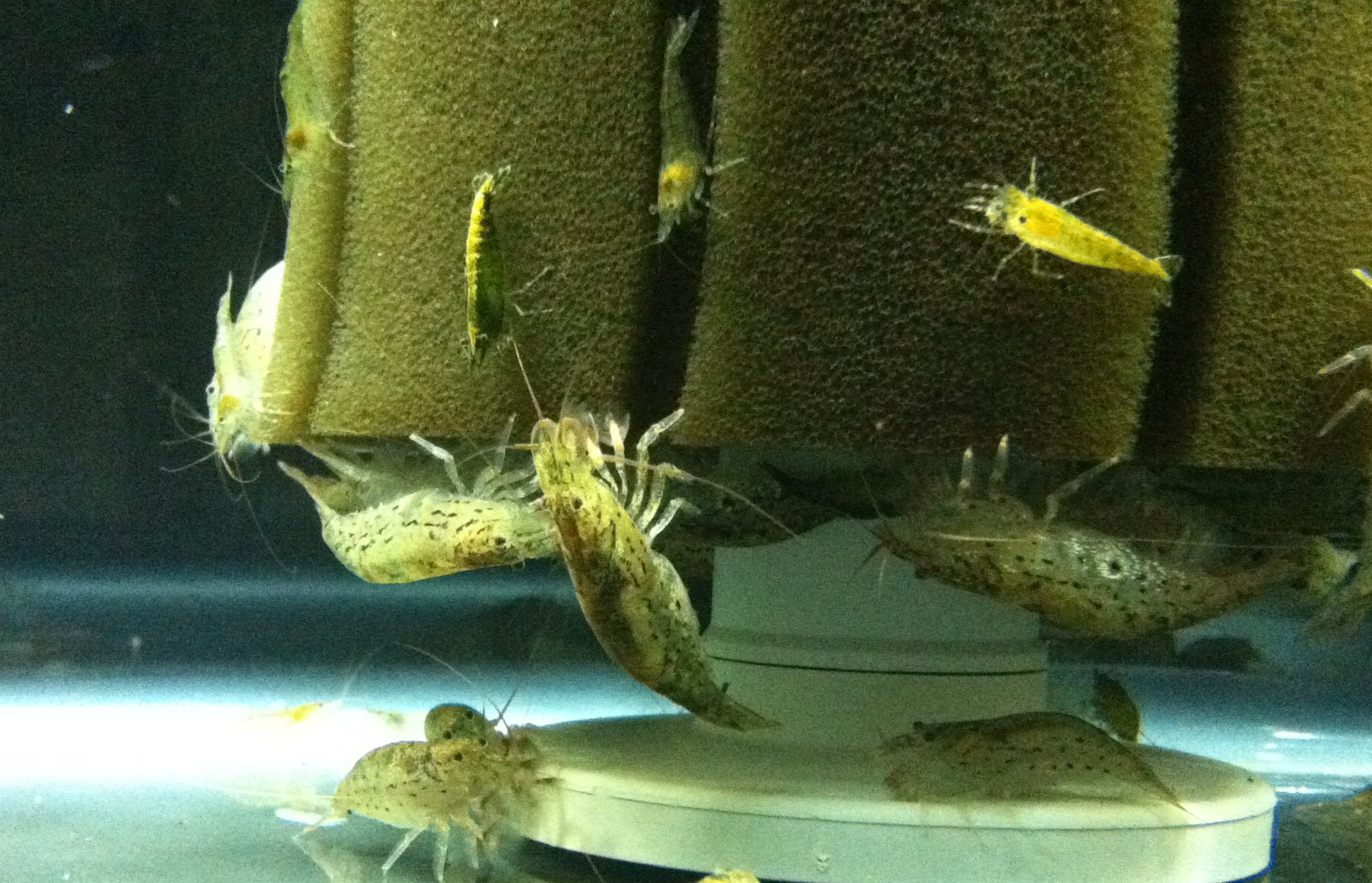 Green Lace Fan Shrimp | ShrimpFever